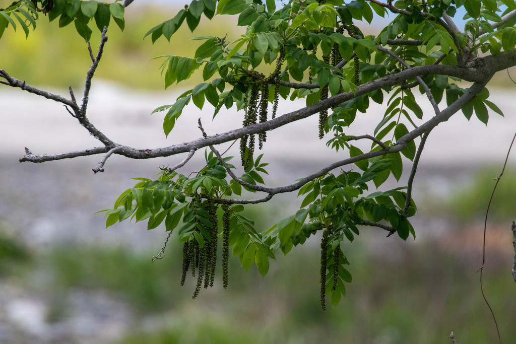Japanese walnut (Juglans ailantifolia) - Botanical Realm