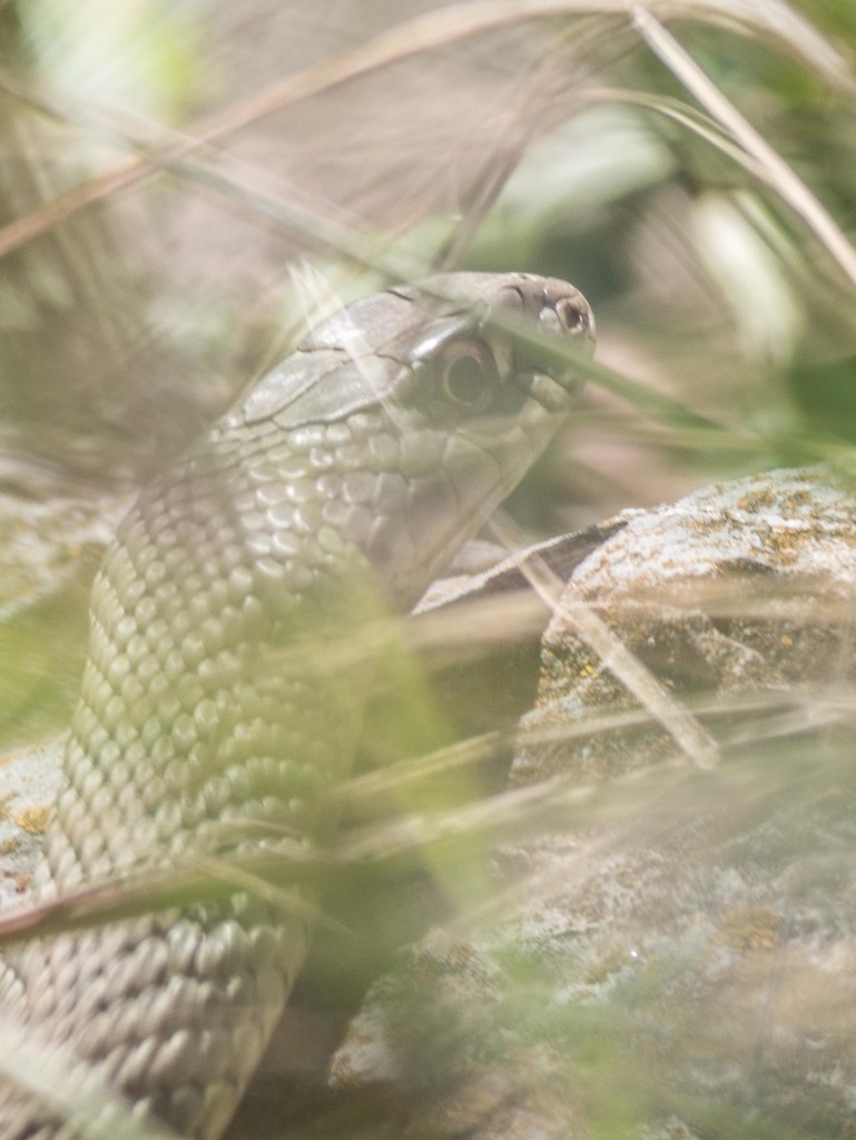 Western Montpellier Snake from Bandol, France on May 03, 2021 at 03:06 ...
