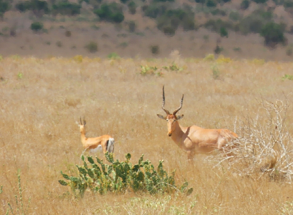 Hirola (Beatragus hunteri) - Know Your Mammals