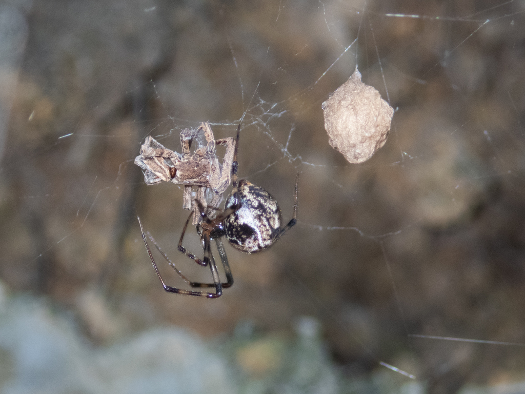 Litter Crab Spider from Central and Western, Hong Kong on May 01, 2021 ...