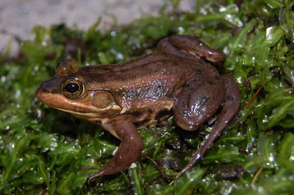 Carpenter Frog (Lithobates virgatipes) (Wildlife of the United States ...