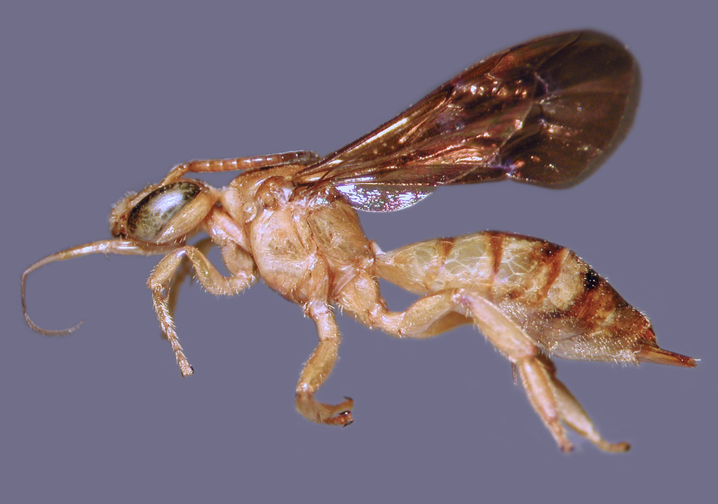 Osiris opsionomus from La Huerta, Jal., México on July 15, 2006 at 08: ...