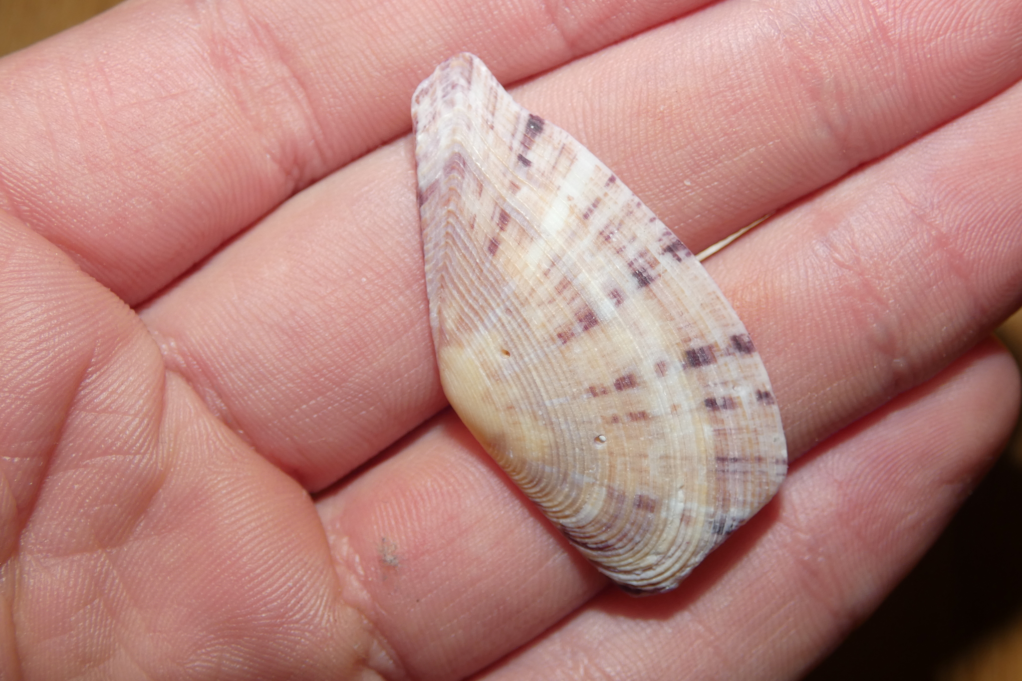 Tellinella listeri (Röding, 1798)
