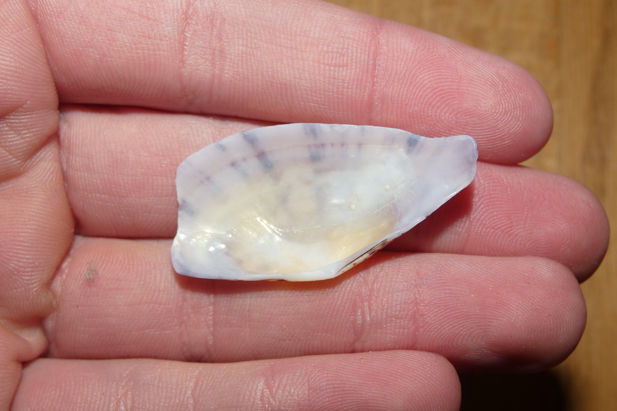 Tellinella listeri (Röding, 1798)