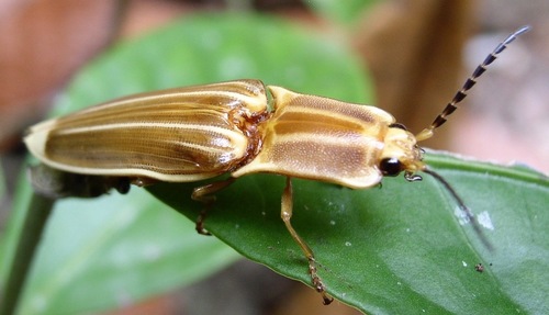 Chimbo Check List · iNaturalist Australia