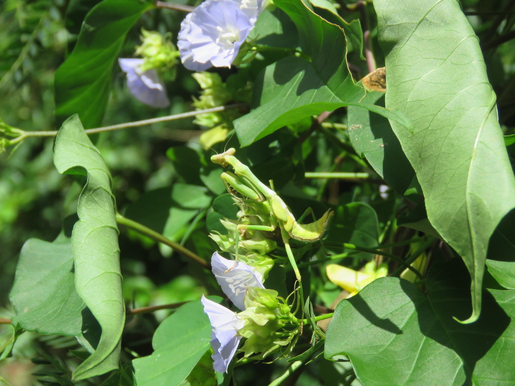 Lobocneme lobipes from Saint Patrick, GD on November 27, 2017 by Mike G ...