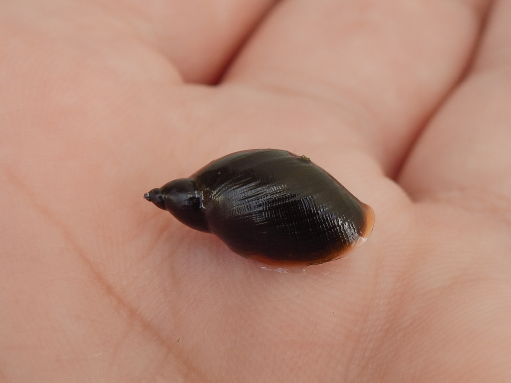 Acute Bladder Snail from Sobreda, Portugal on May 2, 2021 at 10:35 AM ...