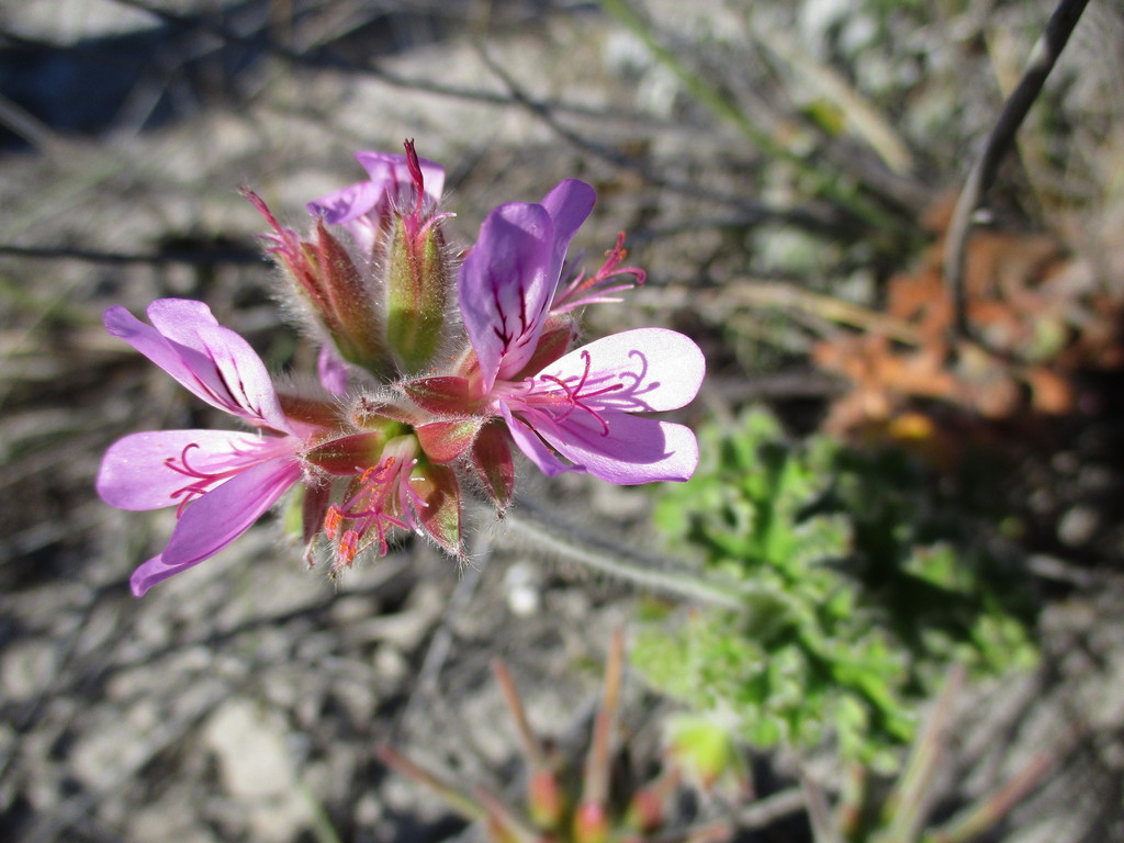 rose-scented geranium from Cape Farms, Cape Town, South Africa on April ...