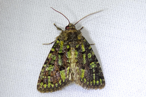 Paratrachea viridescens · NaturaLista Colombia