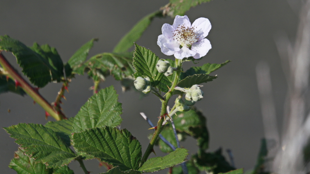 Armenian Blackberry (Rubus armeniacus) - Botanical Realm