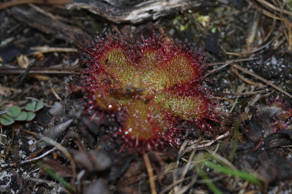 Peninsula Sundew from Table Mountain National Park, City of Cape Town ...