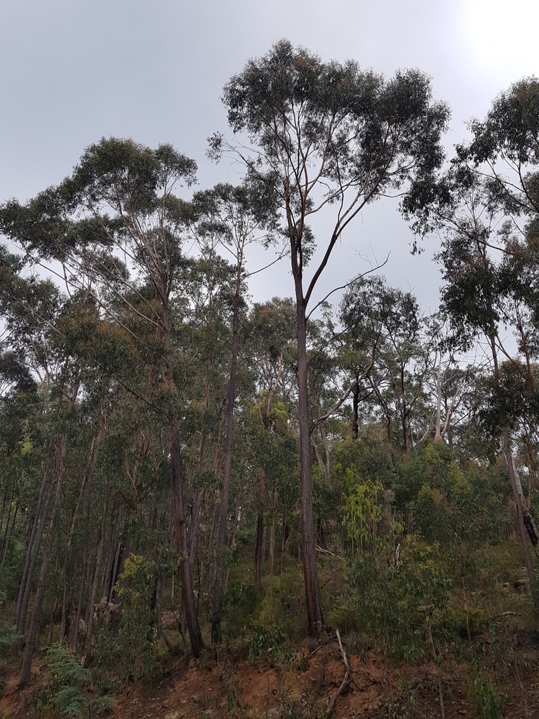 Silvertop Ash from Rd 10, Kalorama VIC 3766, Australia on December 29 ...