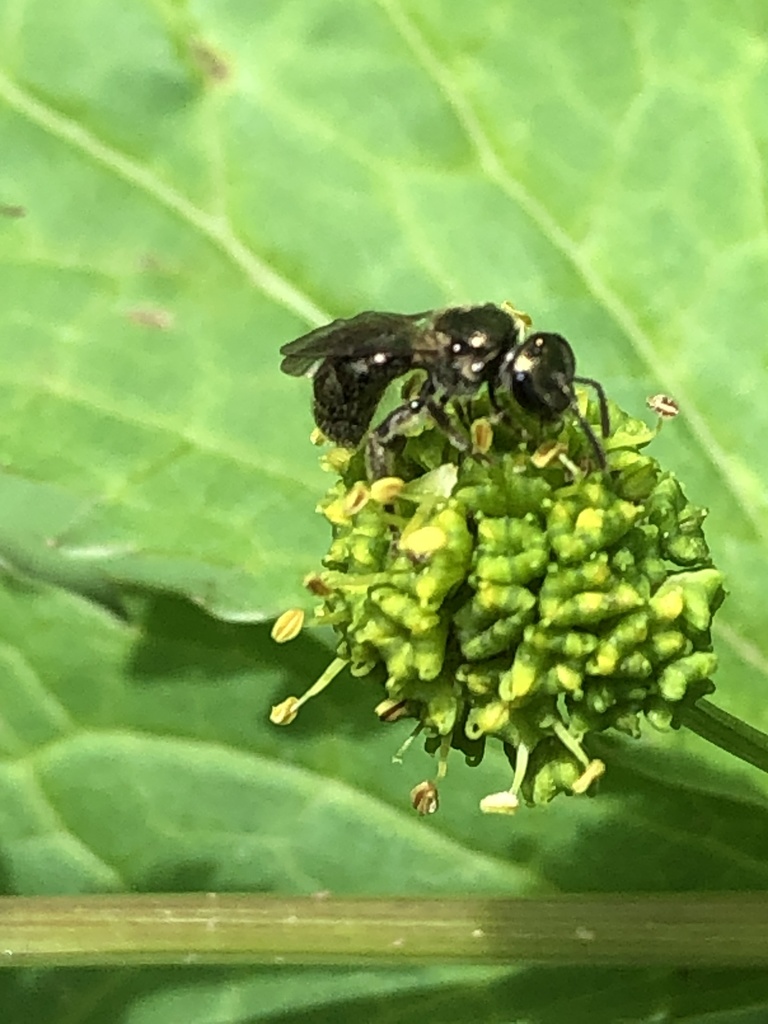 Metallic Sweat Bees from Cuivre River State Park, Troy, MO, US on May ...