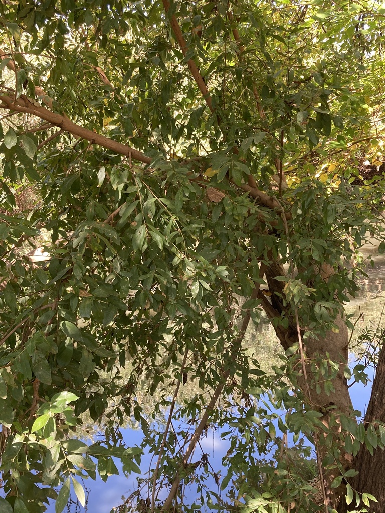 river bushwillow (Combretum erythrophyllum) - Botanical Realm