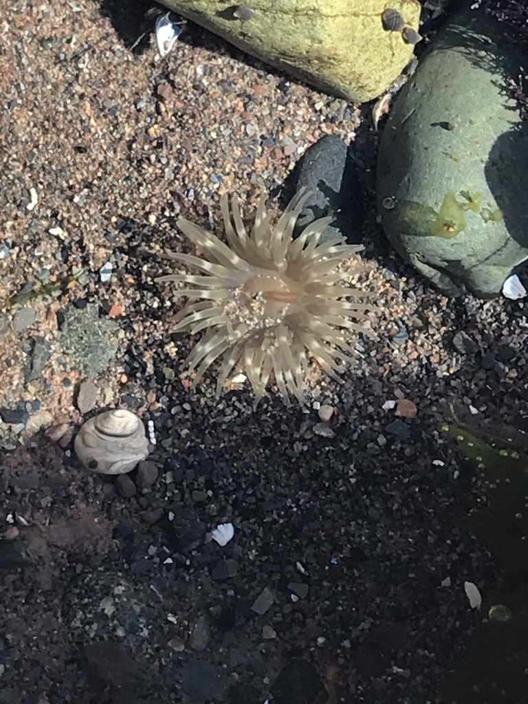 Silver Spotted Anemone from East Lawrencetown, NS, Canada on May 2 ...
