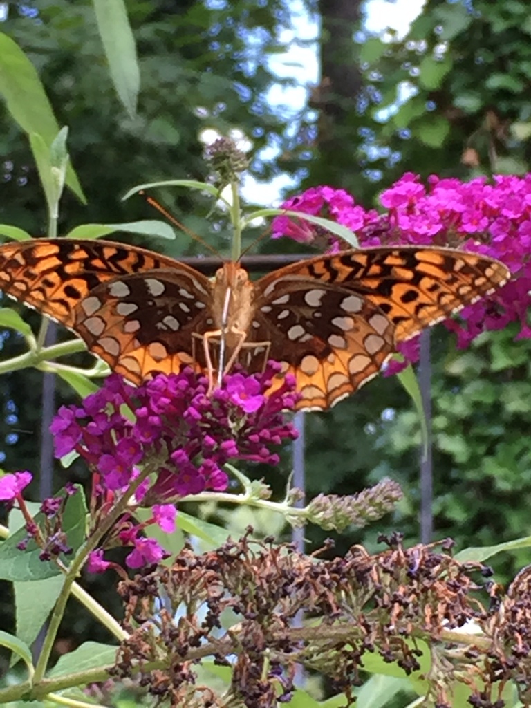 Great Spangled Fritillary from Virginia, USA on July 22, 2015 at 04:11 ...
