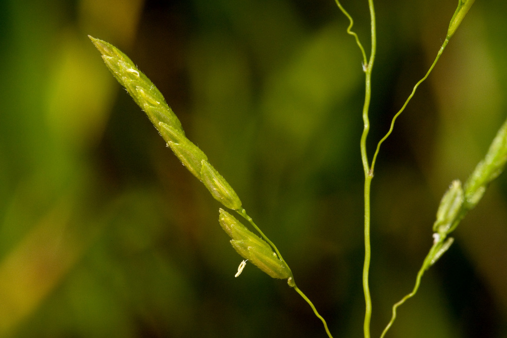 Leersia (Poaceae (Grass) of the Pacific Northwest) · iNaturalist