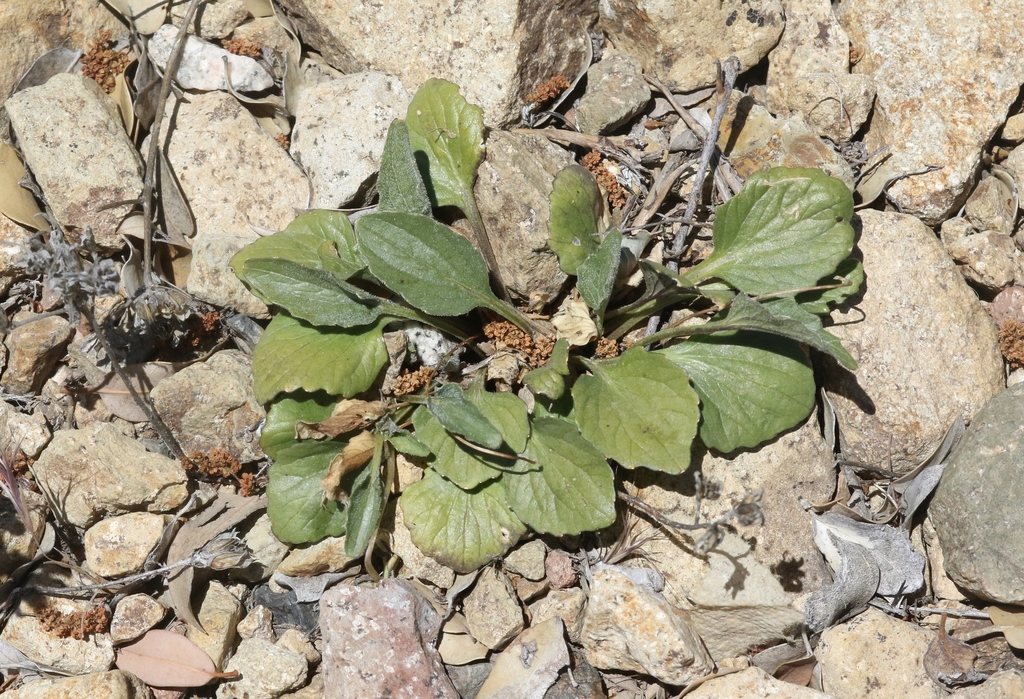 Goosefoot violet from Orange County, CA, USA on May 28, 2017 at 12:30 ...