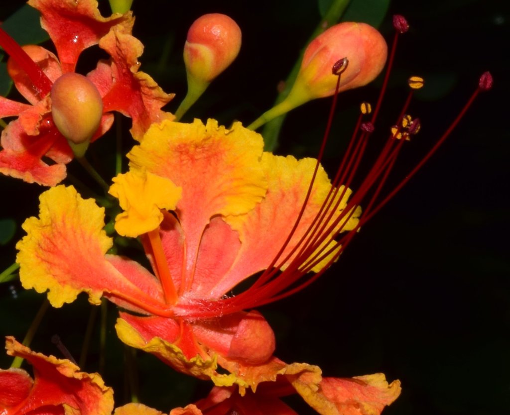 peacock flower (Caesalpinia pulcherrima) - Botanical Realm