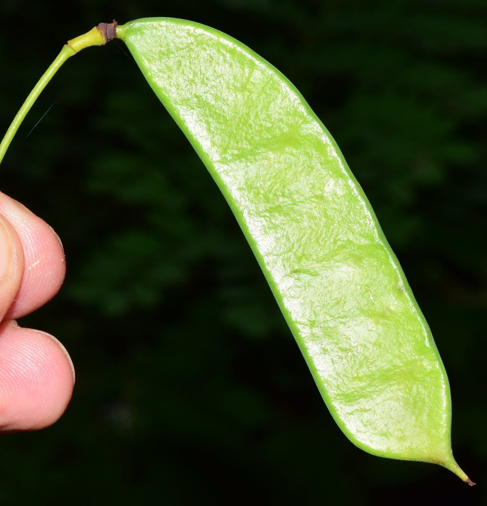 peacock flower (Caesalpinia pulcherrima) - Botanical Realm