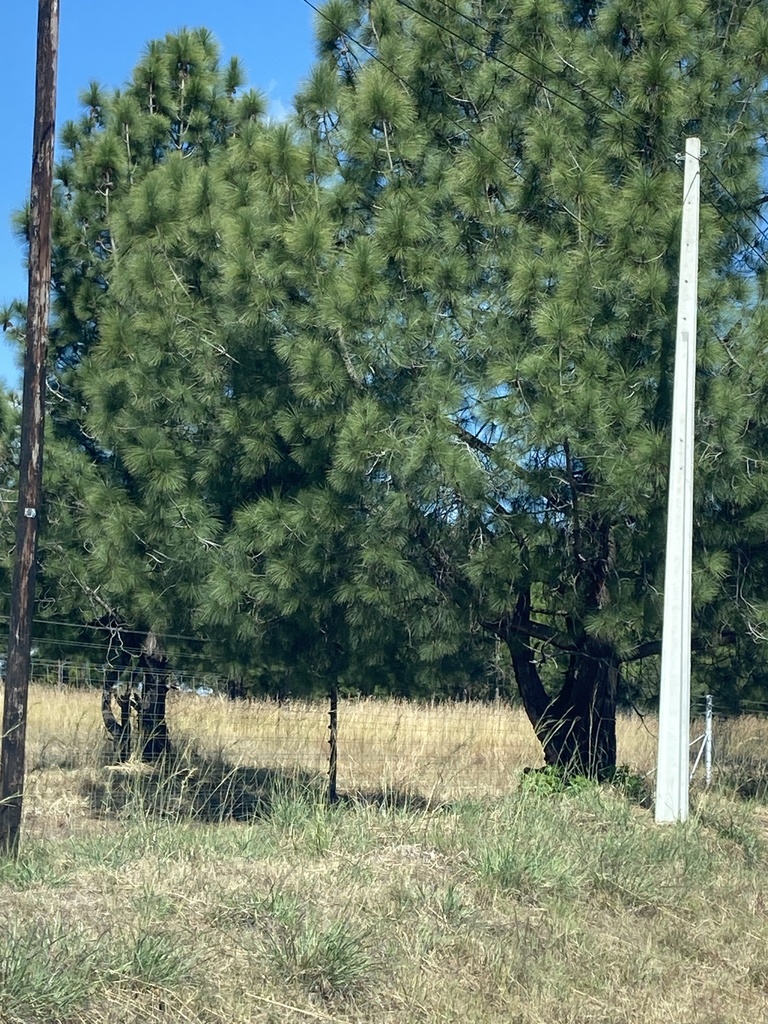 Chir pine from Lavender Road, GP, ZA on May 03, 2021 at 12:07 PM by ...