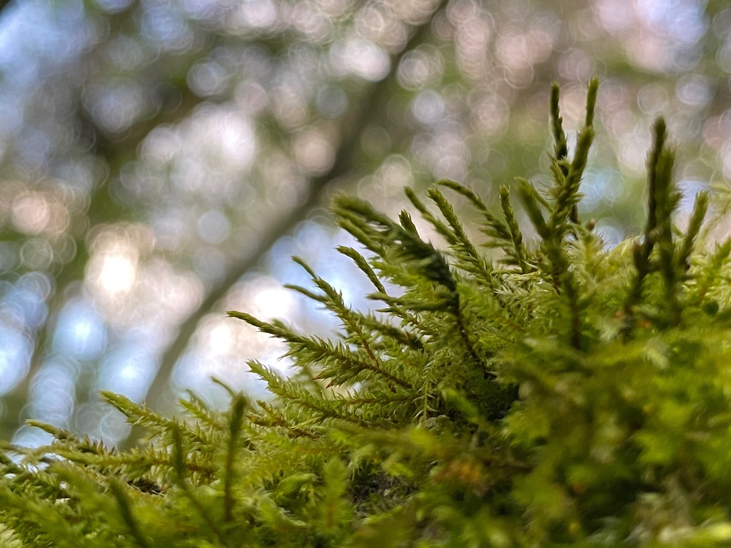 Lateral Cryphaea (Cryphaea heteromalla) - Botanical Realm