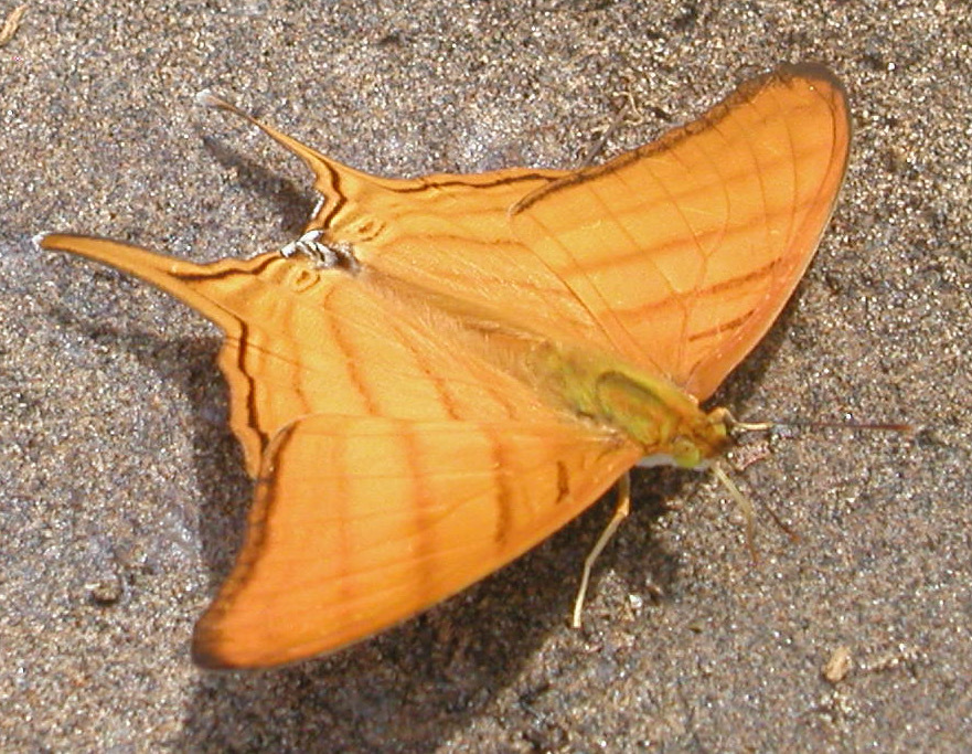 Orange Daggerwing from Abel Iturralde, La Paz, Bolivia on March 17 ...