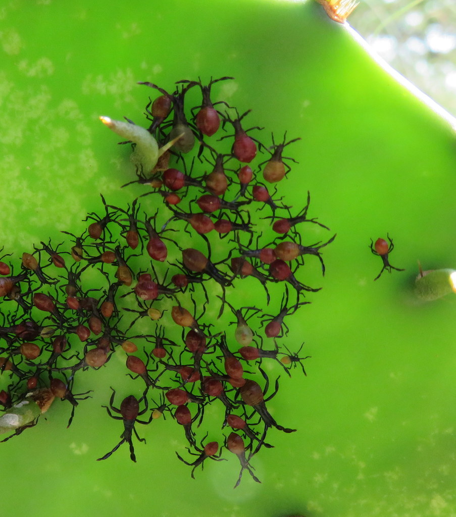 Cactus Coreid Bug from Williamson County, TX, USA on May 03, 2021 at 10 ...