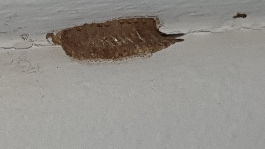 South African Mantis from George Municipality, South Africa on May 3 ...