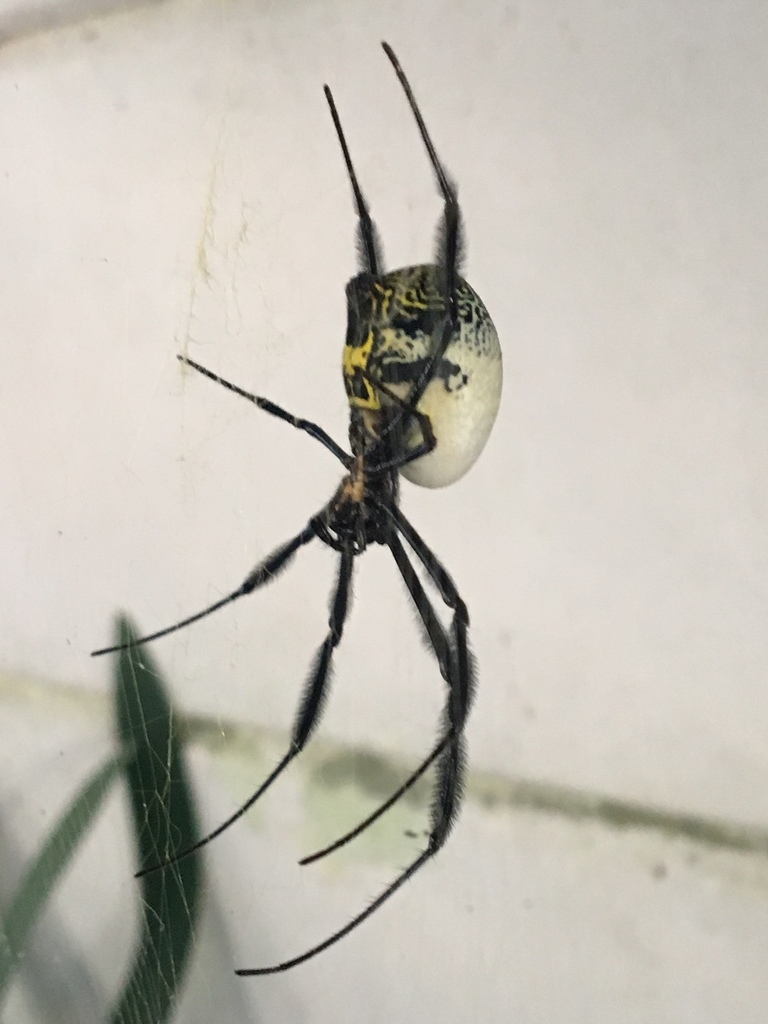 Southern Blackleg Orbweaver from Mountain Road, Southern Suburbs, WC ...