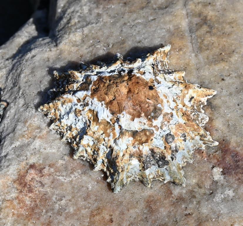 Cymbula oculus (Born, 1778)