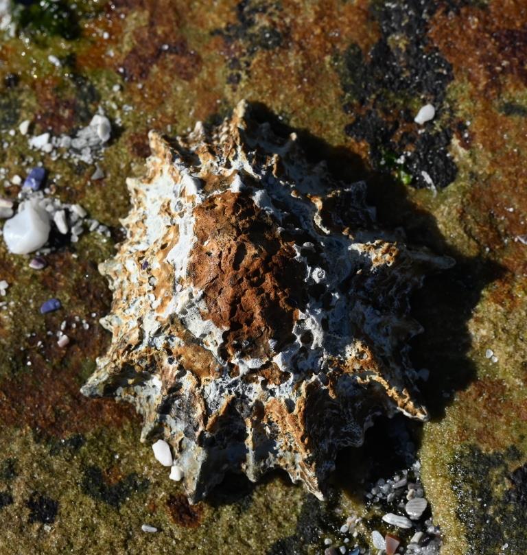 Cymbula oculus (Born, 1778)