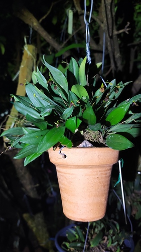 Pabstiella fusca · iNaturalist
