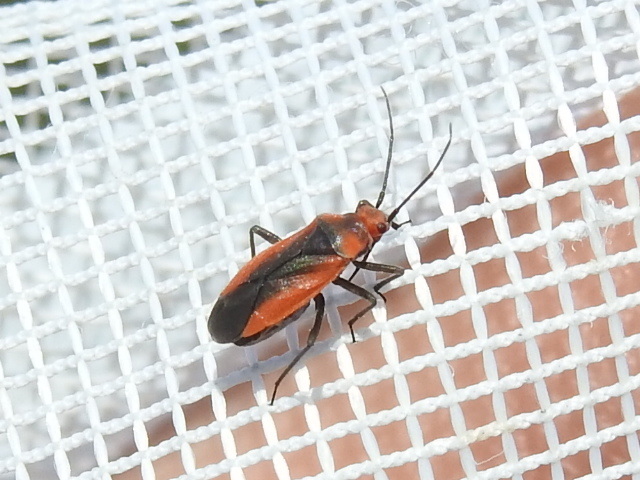 Scarlet Plant Bugs from Fort Worth, TX, USA on May 3, 2021 at 01:36 PM ...