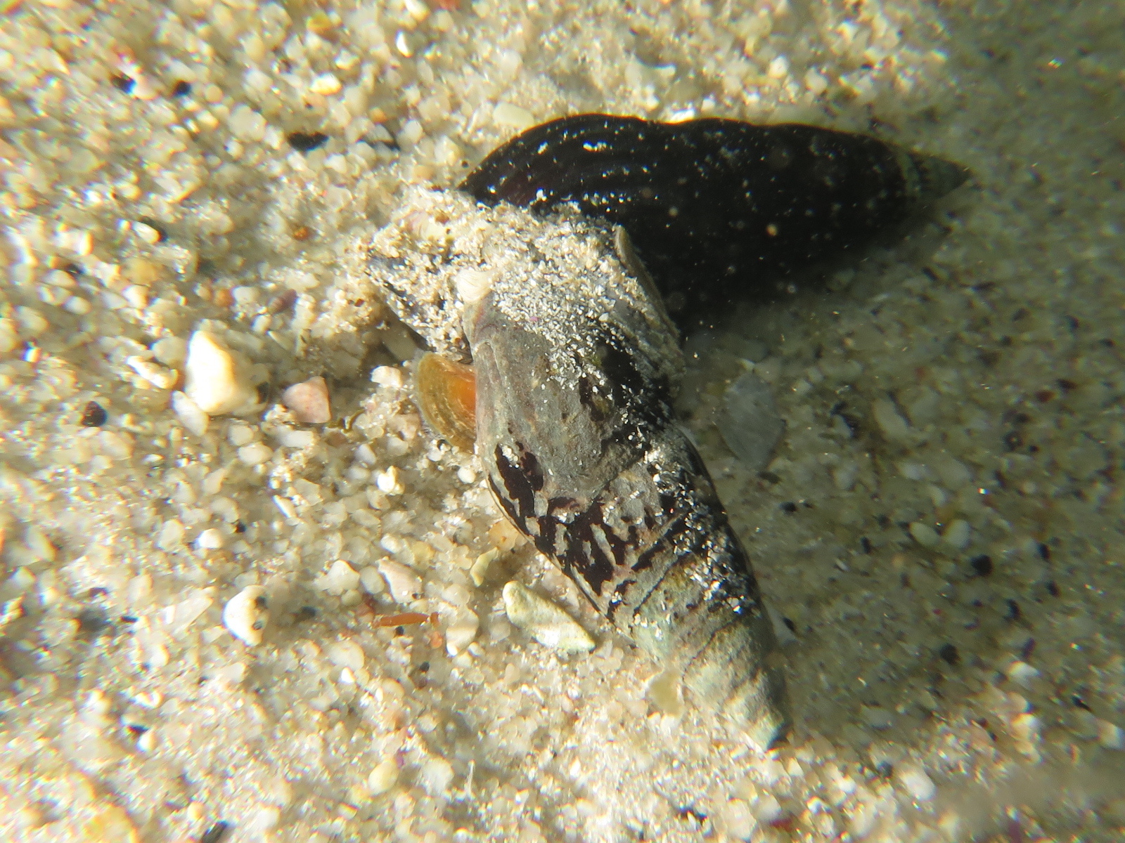 Clionella sinuata (Born, 1778)