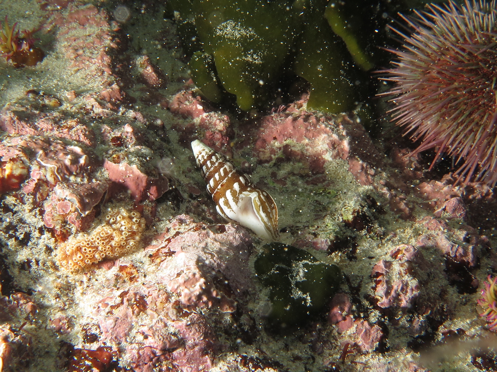 Clionella sinuata (Born, 1778)