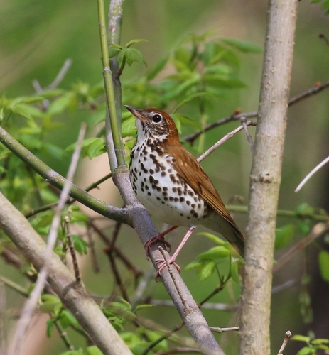 Wood Thrush (Birds of the Preserve at Shaker Village) · iNaturalist