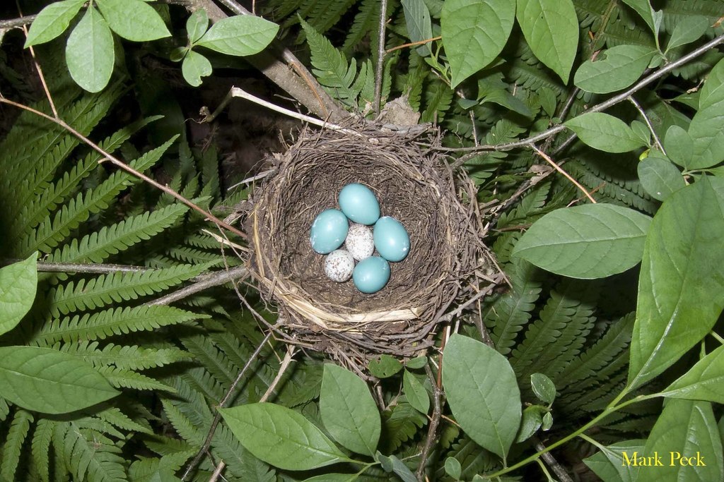 Wood Thrush (Birds of the Preserve at Shaker Village) · iNaturalist
