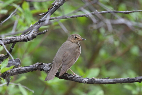 Swainson's Thrush (Birds of the Preserve at Shaker Village) · iNaturalist
