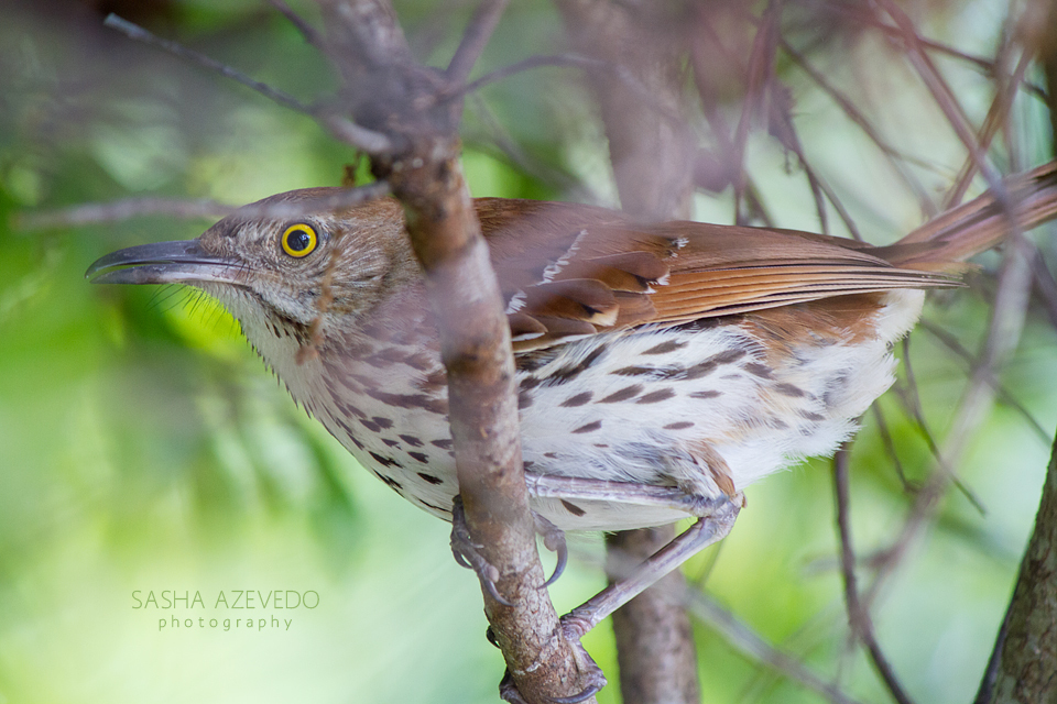 Brown Thrasher (Birds of the Preserve at Shaker Village) · iNaturalist