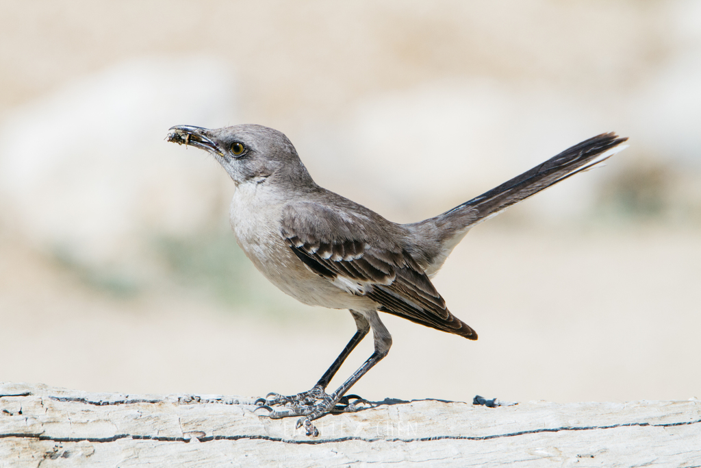 Northern Mockingbird (Birds of the Preserve at Shaker Village ...