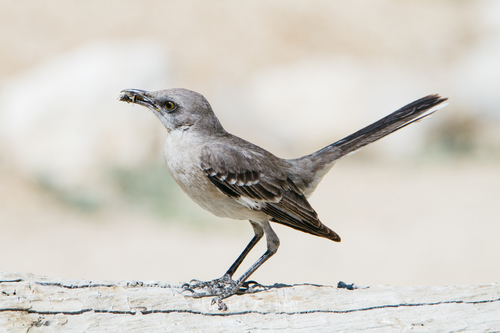 Northern Mockingbird (Birds of the Preserve at Shaker Village ...
