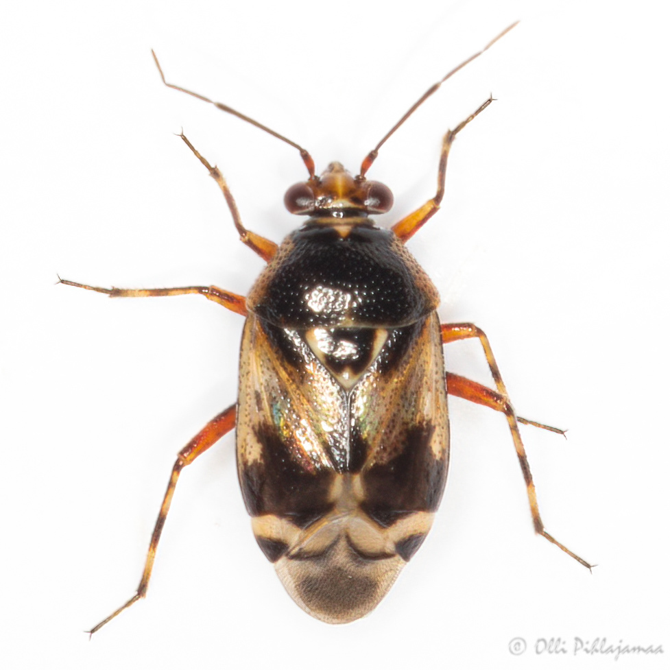 Deraeocoris serenus (Madeira True Bugs) · iNaturalist