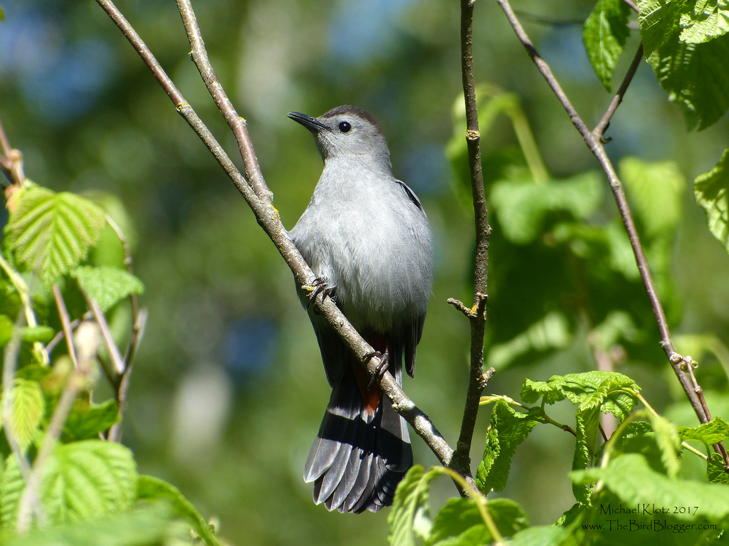 Gray Catbird (Birds of the Preserve at Shaker Village) · iNaturalist