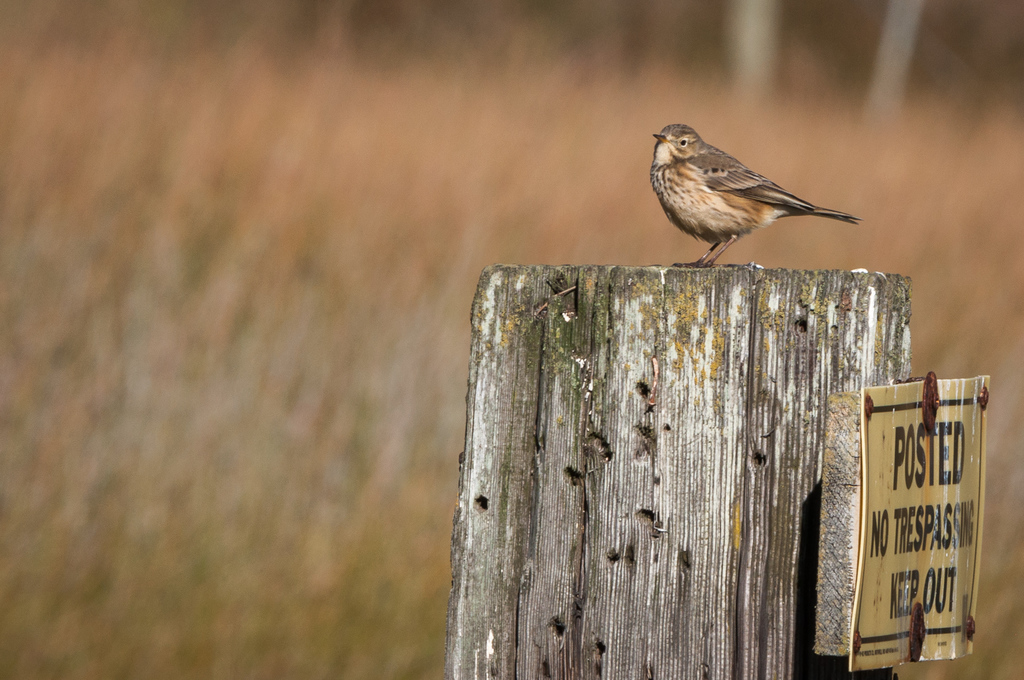 American Pipit (Birds of the Preserve at Shaker Village) · iNaturalist