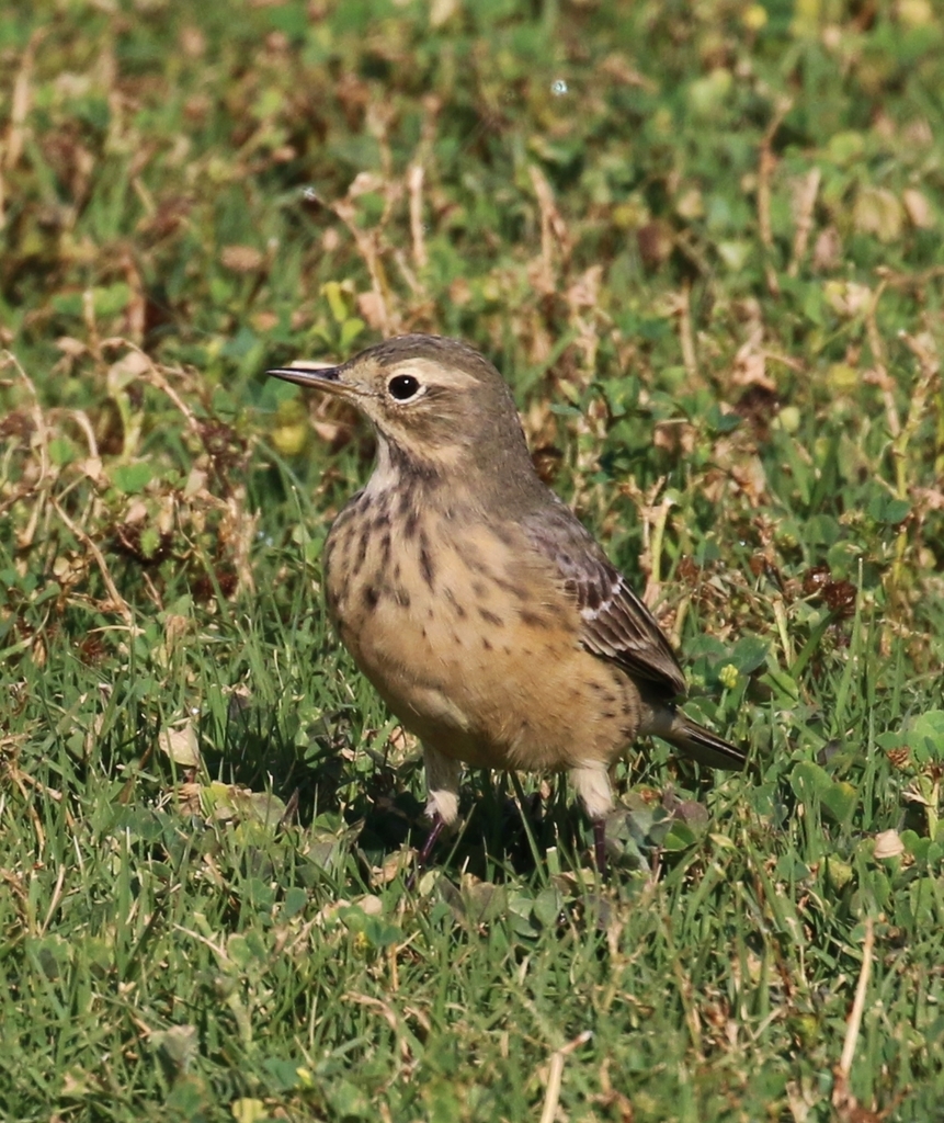 American Pipit (Birds of the Preserve at Shaker Village) · iNaturalist