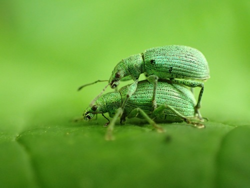 Polydrusus prasinus · iNaturalist