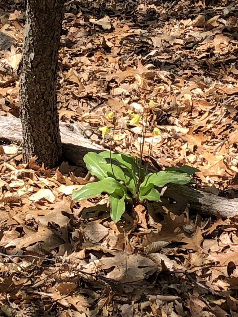 fawn lilies from Blackstone Park Conservation District, Providence, RI ...