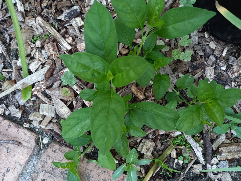African Coromandel from Kirstenhof, Cape Town, 7945, South Africa on ...