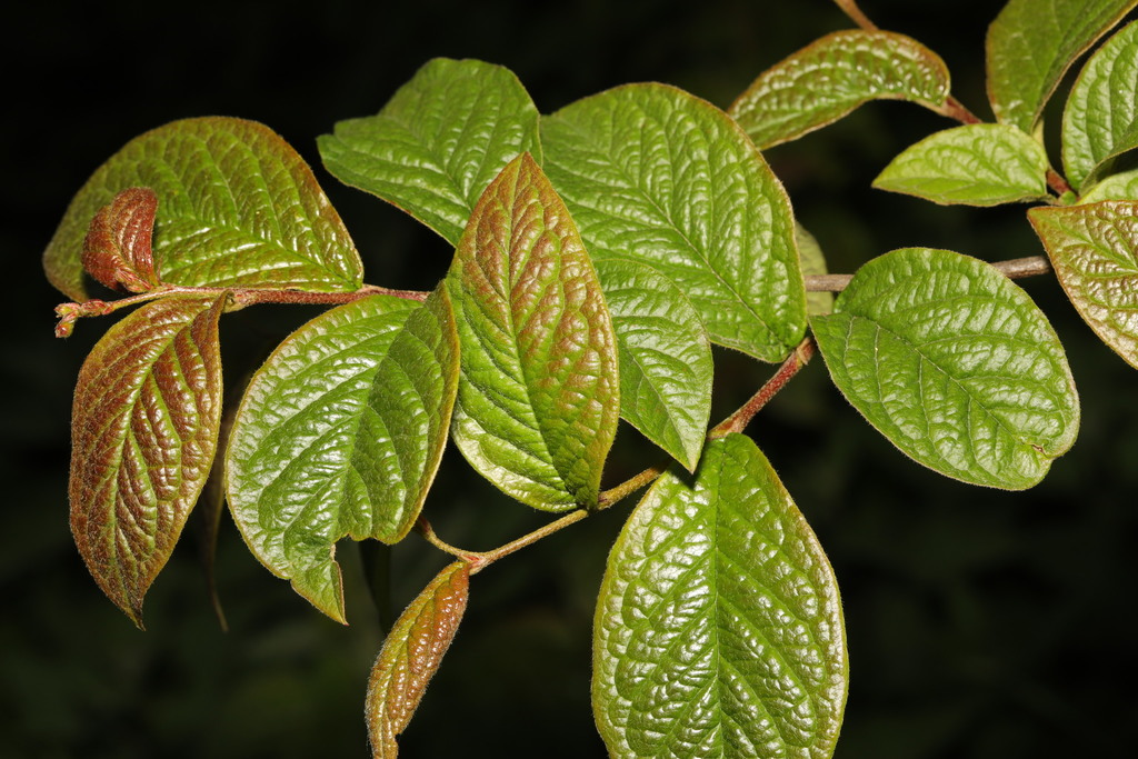 Bullate Cotoneaster from Spike Island, Lower Church Street, Widnes ...